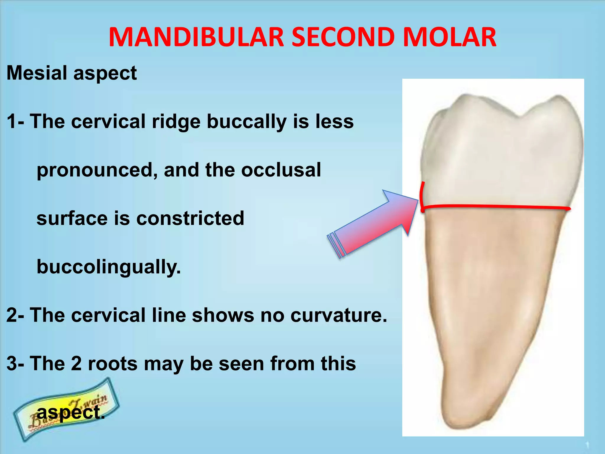 Mandibular molars | PPT