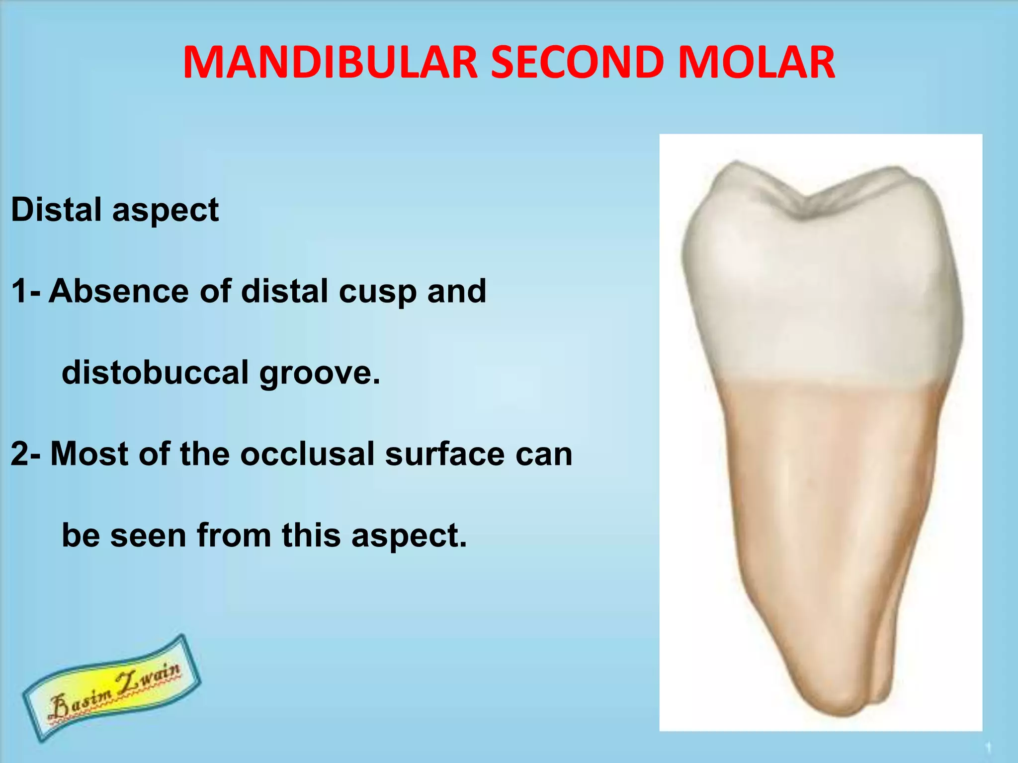 Mandibular molars | PPT