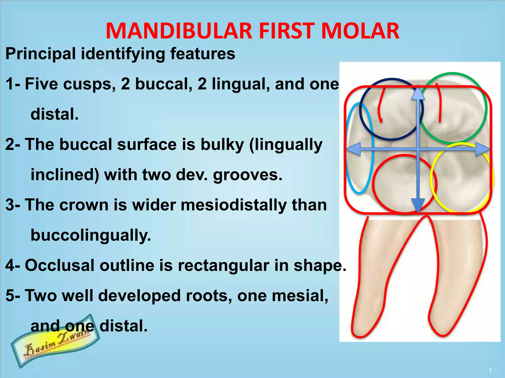 Mandibular molars | PPT
