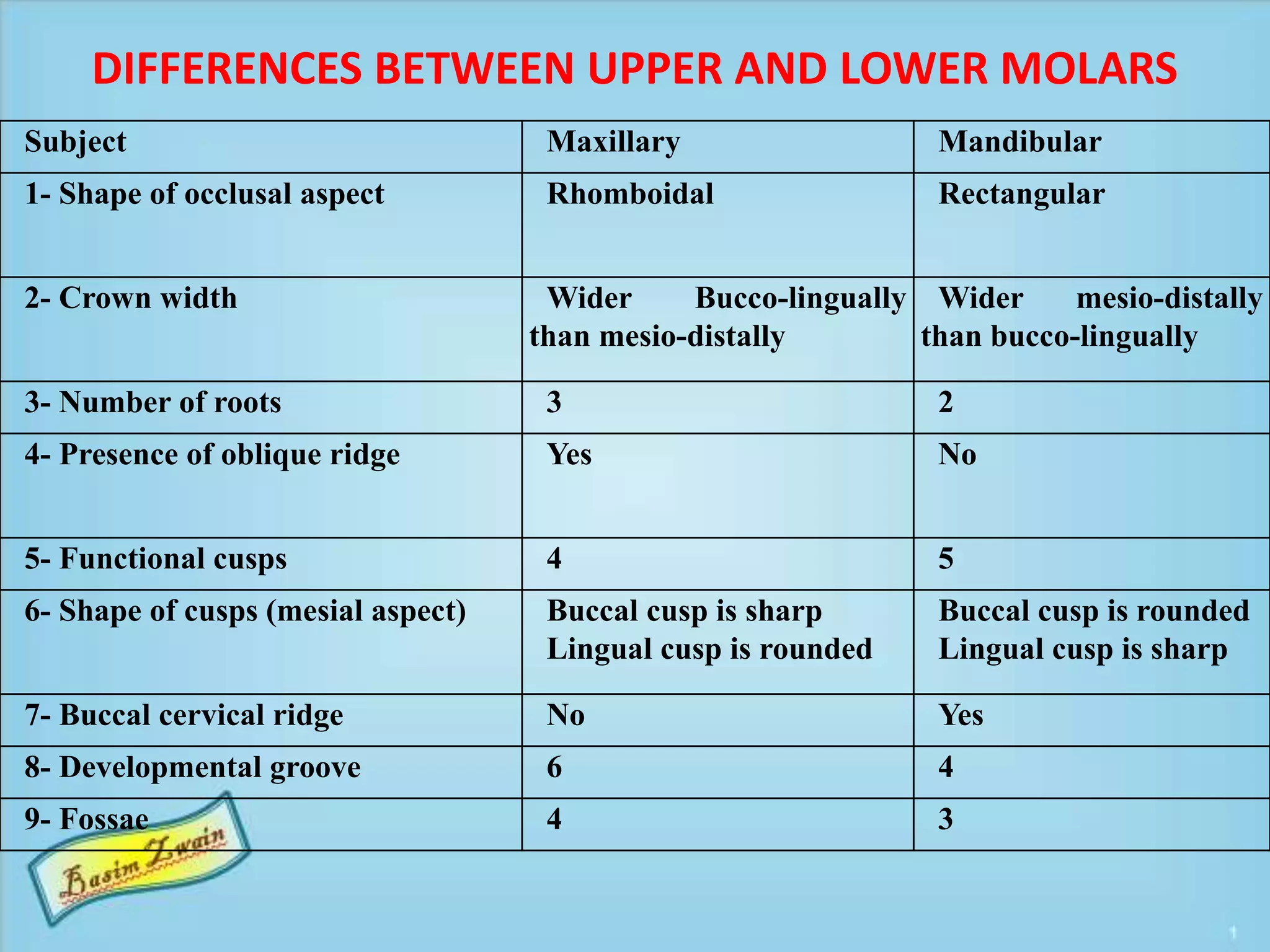 Mandibular molars | PPT