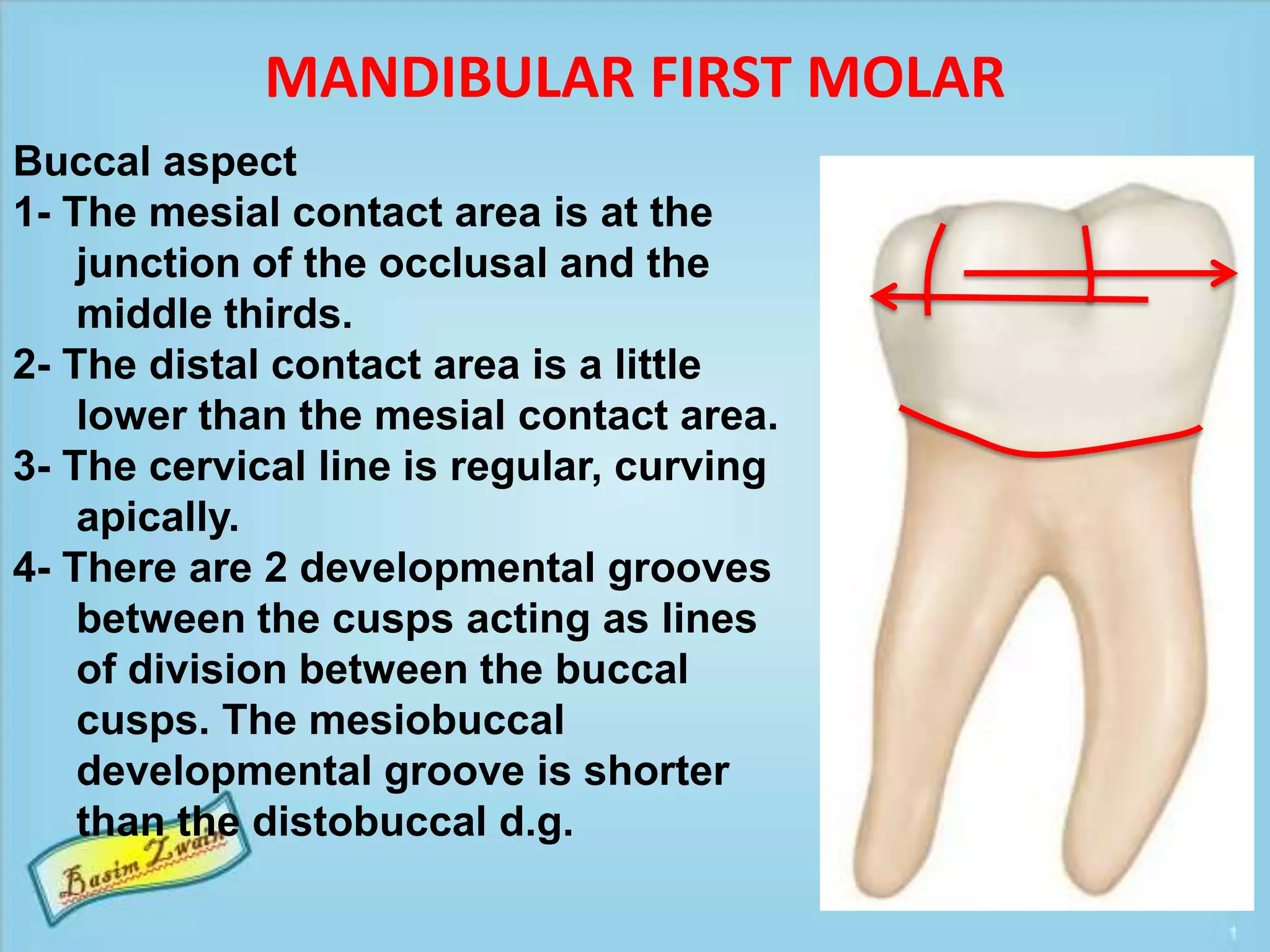 Mandibular molars | PPT