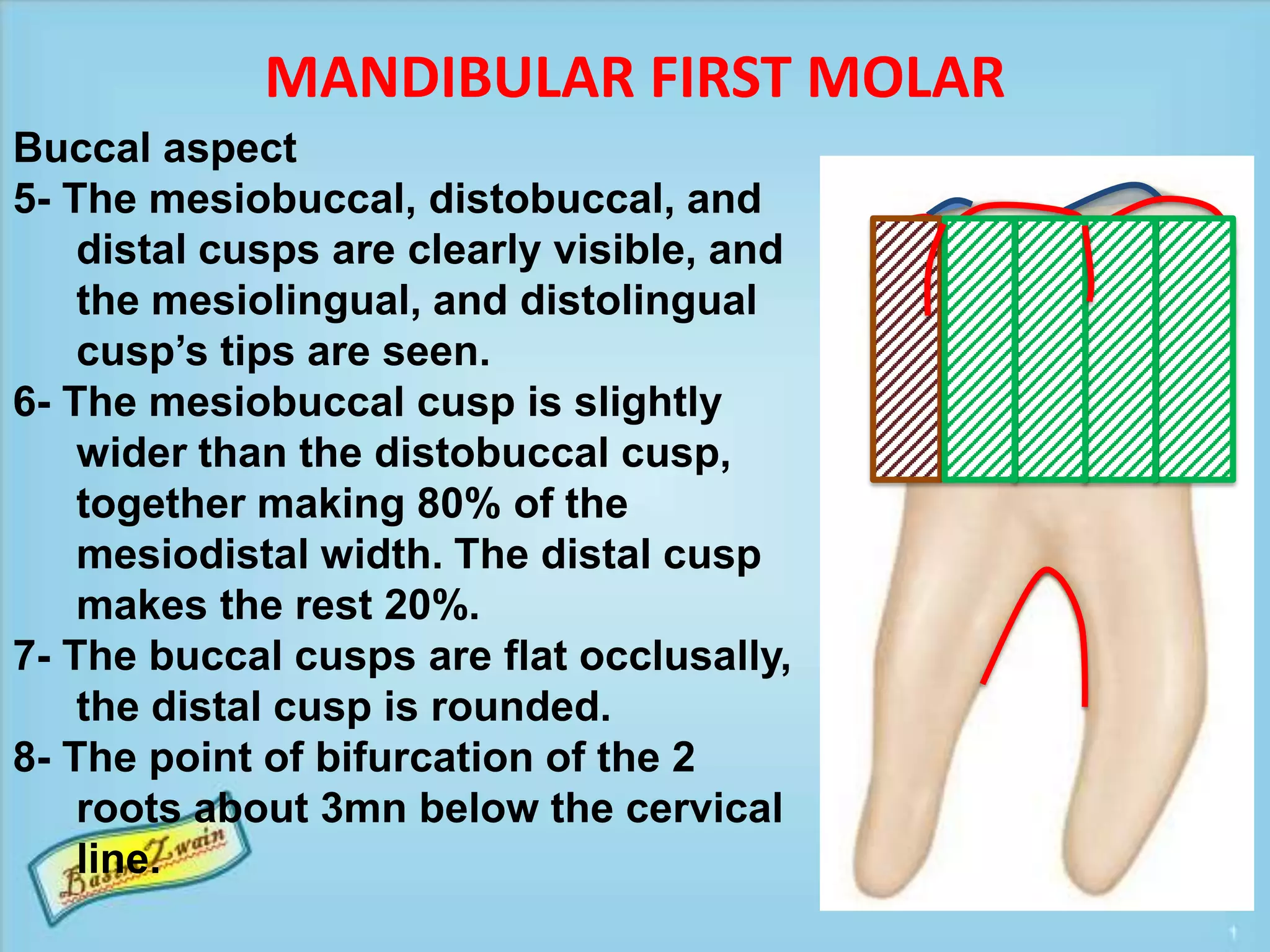 Mandibular molars | PPT