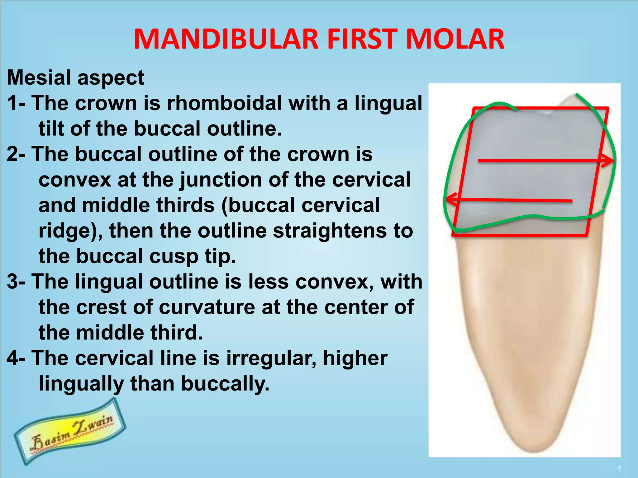 Mandibular molars | PPT