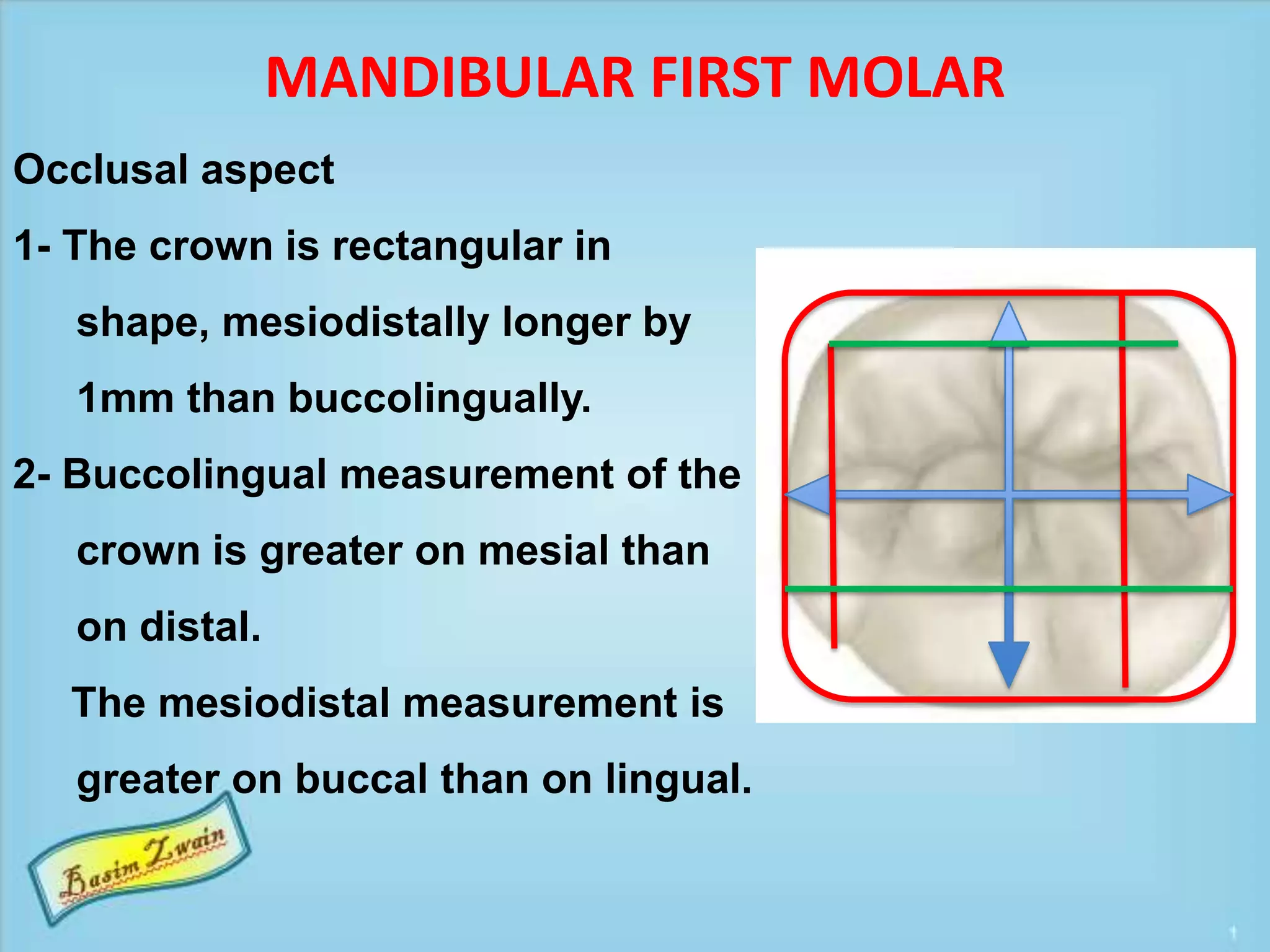 Mandibular molars | PPT
