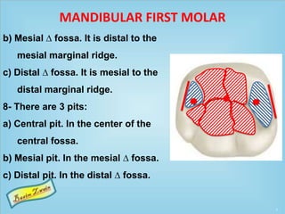 Mandibular molars | PPT