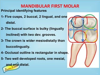 Mandibular molars | PPT