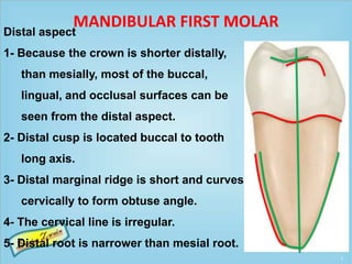 Mandibular molars | PPT