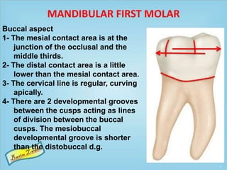 Mandibular molars | PPT