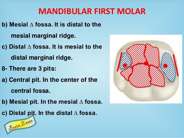 Mandibular molars