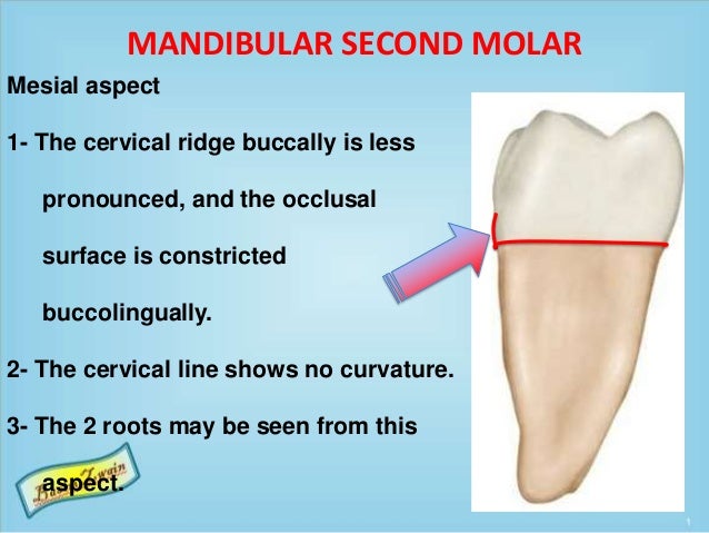 Mandibular molars