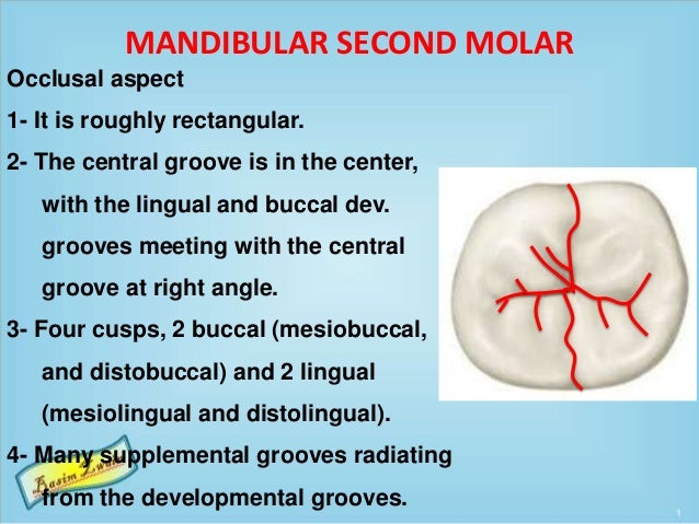 Mandibular Second Molar Anatomy