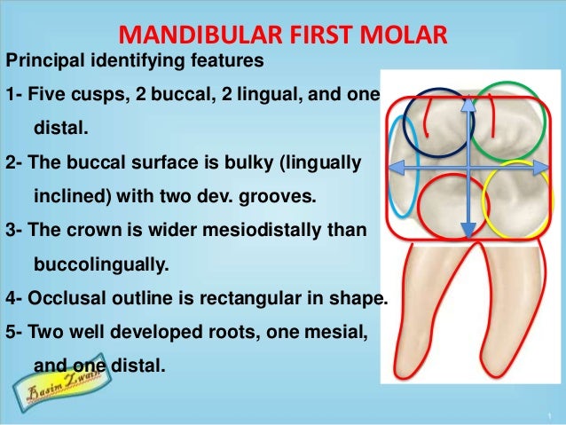 Mandibular molars