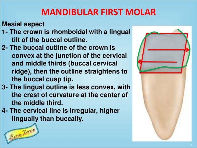 Mandibular molars