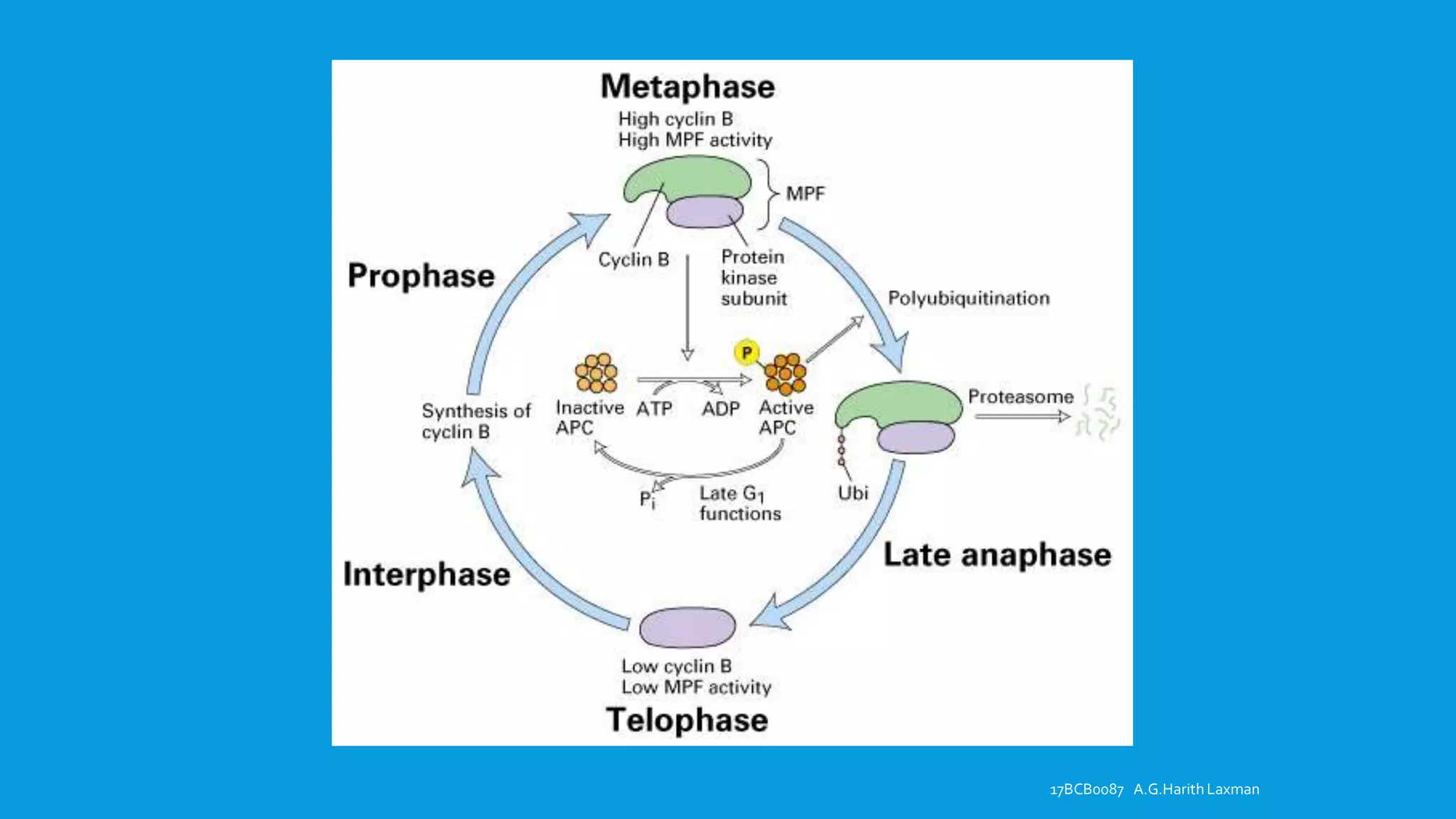 Cell Cycle Regulations | PPT