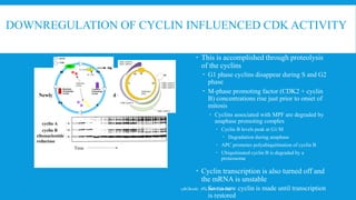 Cell Cycle Regulations | PPT