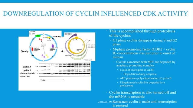 Cell Cycle Regulations | PPT
