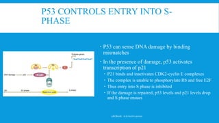 Cell Cycle Regulations | PPT