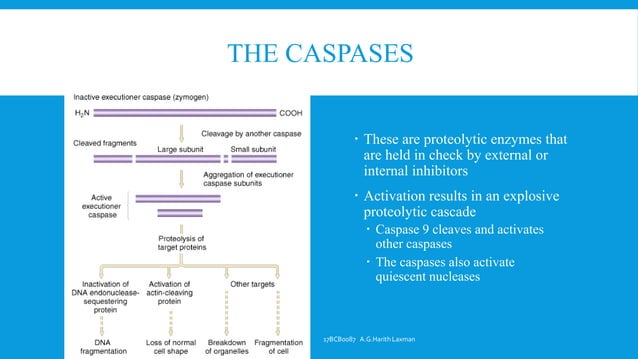 Cell Cycle Regulations | PPT