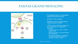 Cell Cycle Regulations | PPT
