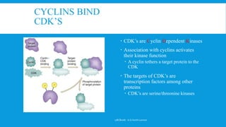 Cell Cycle Regulations | PPT