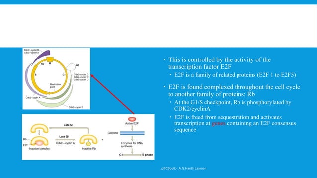 Cell Cycle Regulations | PPT
