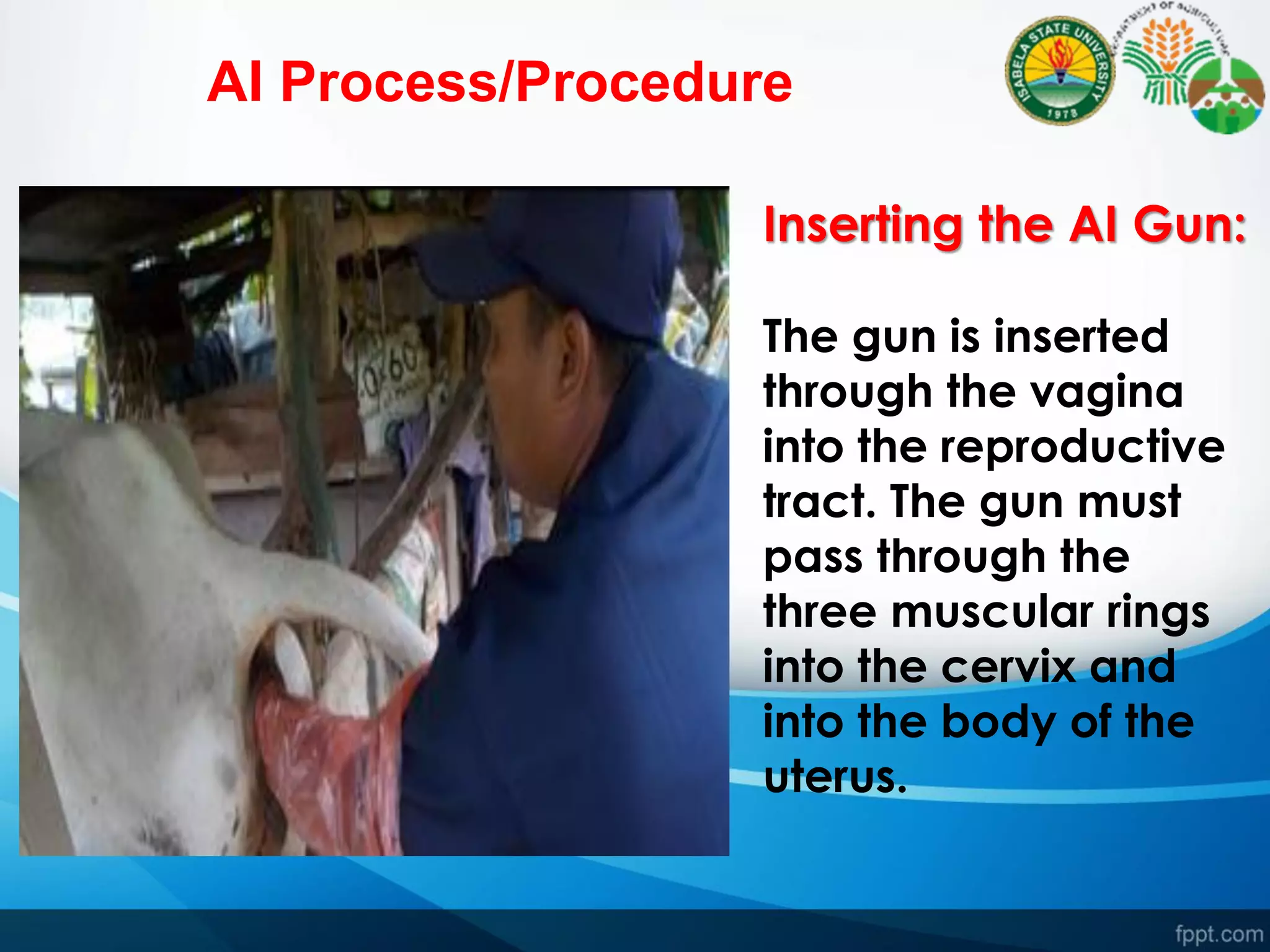 Commercialization of Philippine Native Cattle for Optimum Production | PDF