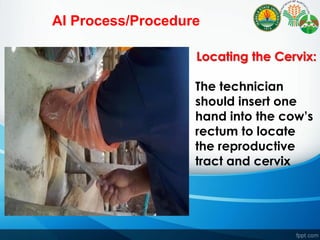 Commercialization of Philippine Native Cattle for Optimum Production | PDF