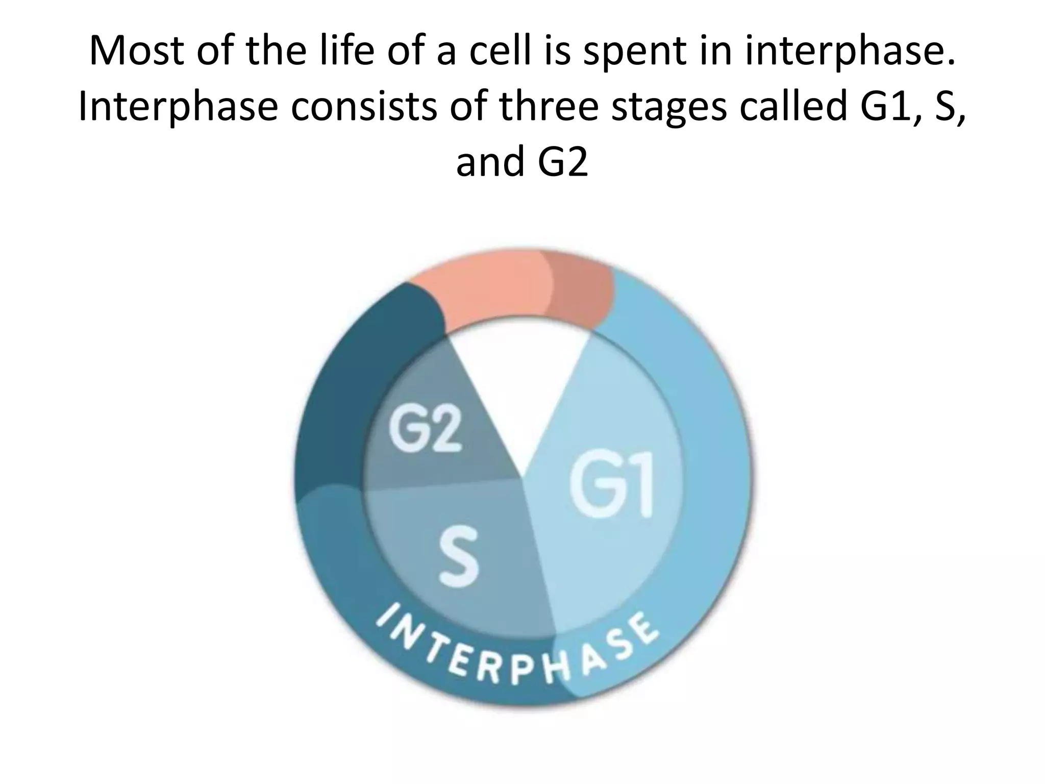 Mitosis | PPTX