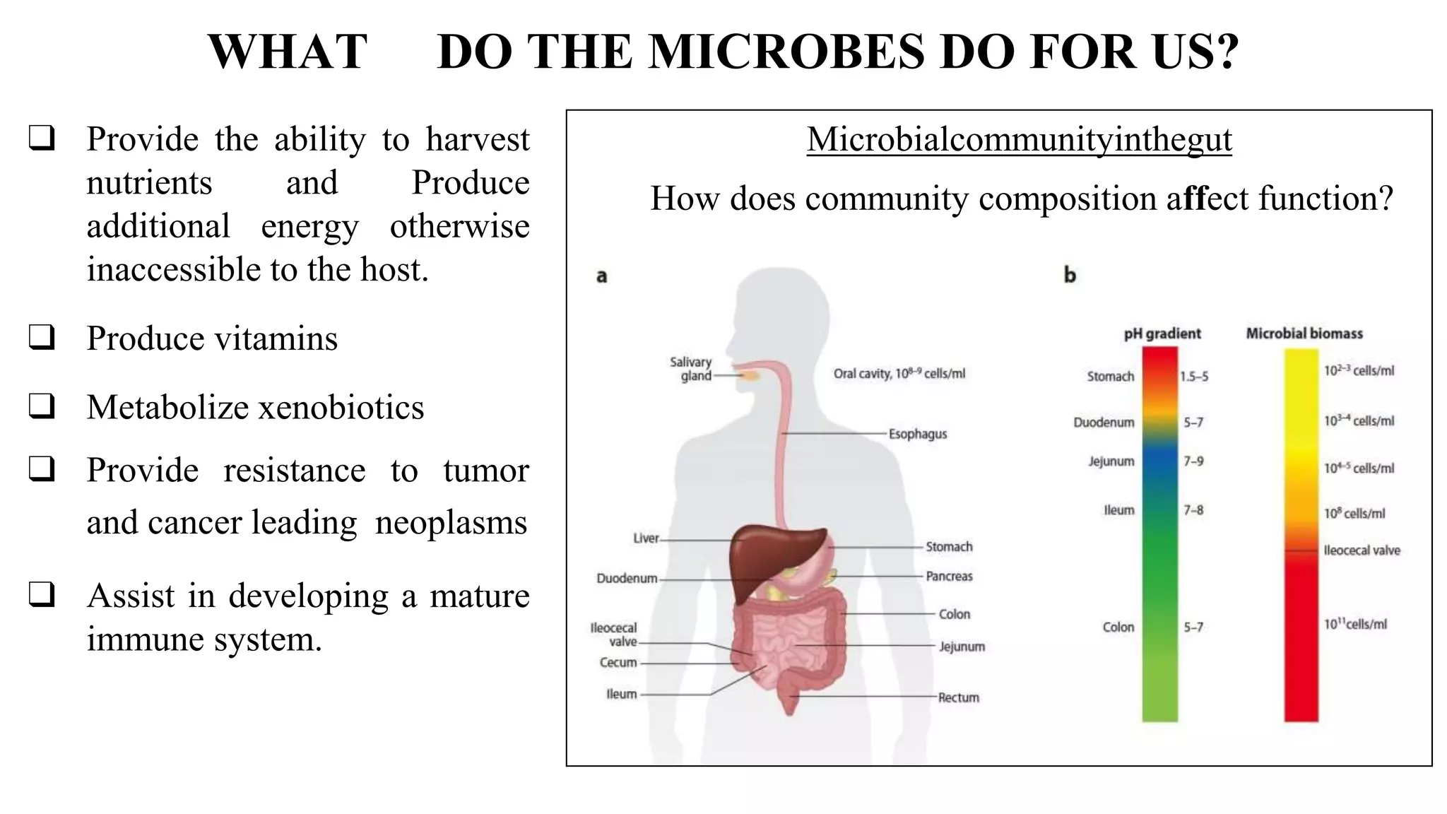 Normal Microbial Flora in Human Body | PPTX
