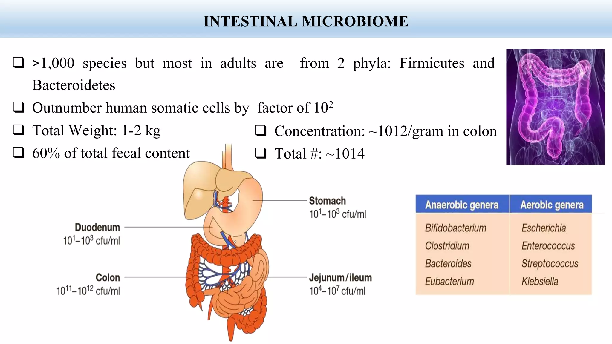Normal Microbial Flora in Human Body | PPTX