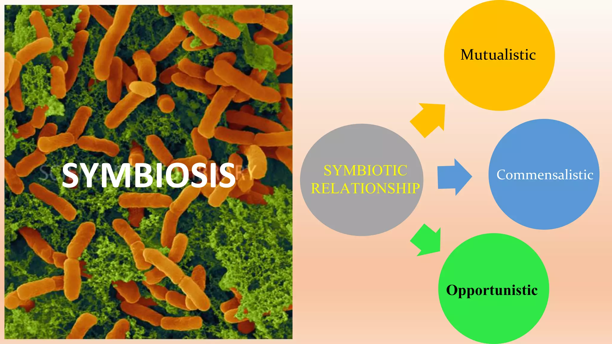 Normal Microbial Flora in Human Body | PPTX