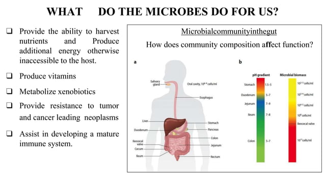 Normal Microbial Flora in Human Body | PPTX