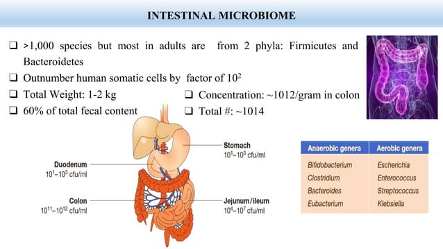 Normal Microbial Flora in Human Body | PPTX