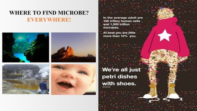 Normal Microbial Flora in Human Body | PPTX