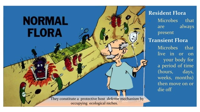 Normal Microbial Flora in Human Body | PPTX