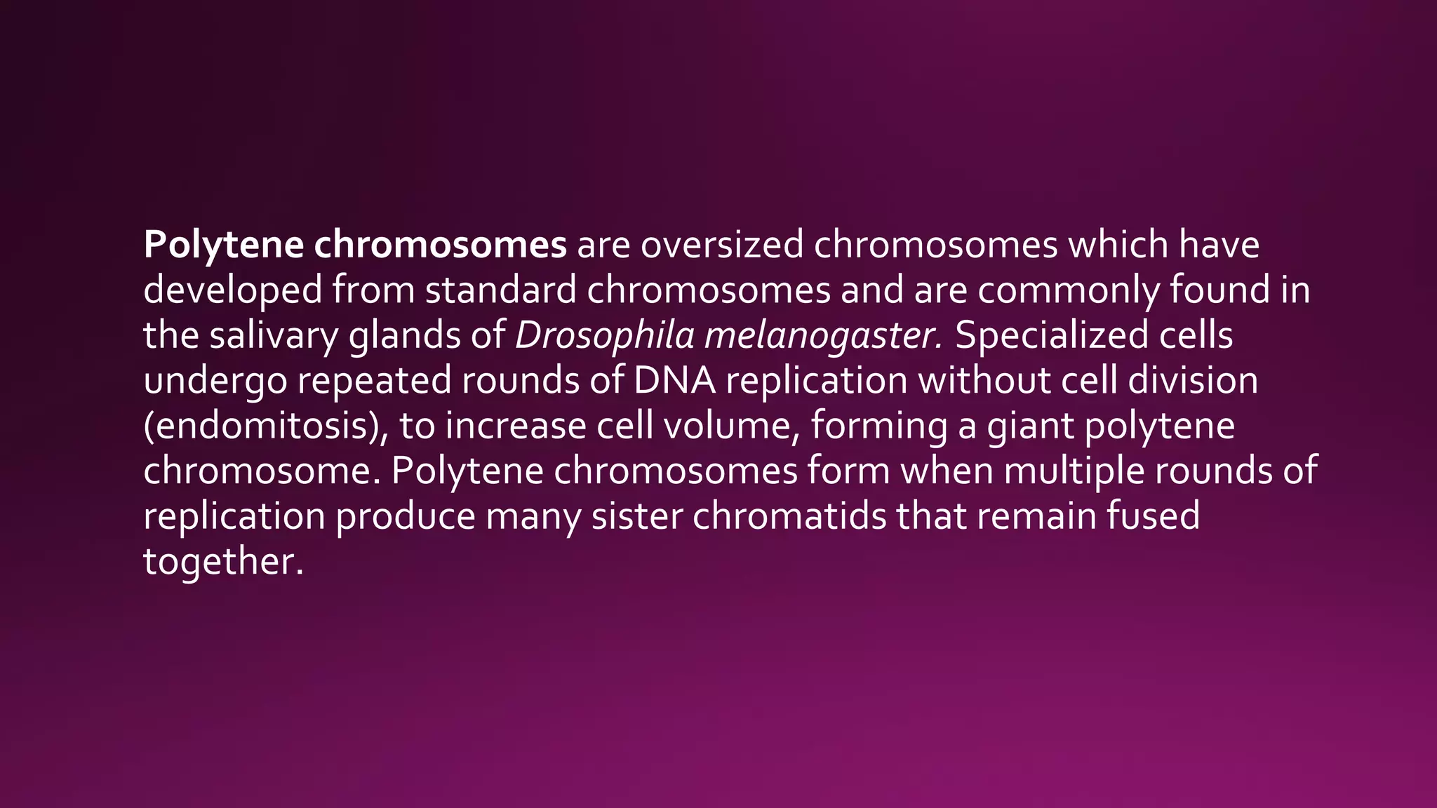 To Study polytene chromosome in salivary gland of chromosomes larvae | PPT