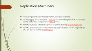 DNA Replication | PPT