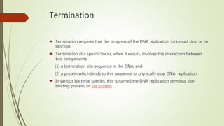DNA Replication | PPTX | Chemistry | Science
