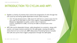REGULATION OF CELL CYCLE | PPTX | Biological Sciences | Science