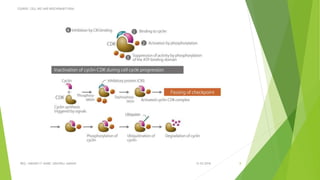 REGULATION OF CELL CYCLE | PPTX