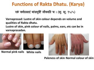Rakta_Dhatu is the second dhatu from saptadhatwagni | PDF