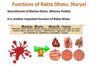 Rakta_Dhatu is the second dhatu from saptadhatwagni | PDF