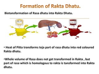 Rakta_Dhatu is the second dhatu from saptadhatwagni | PDF
