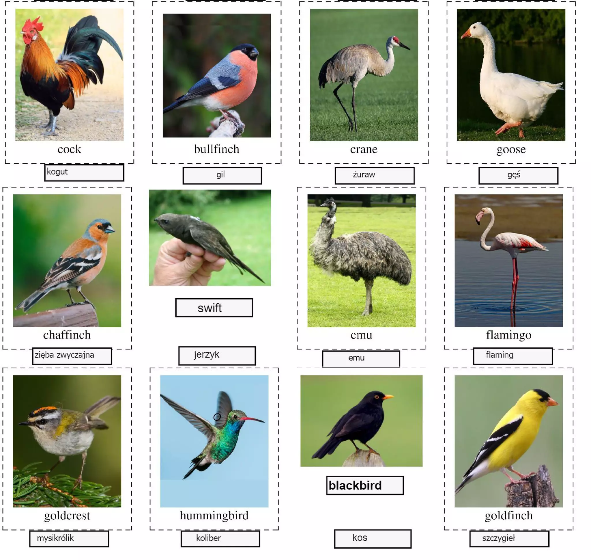 Birds flashcards | PPT