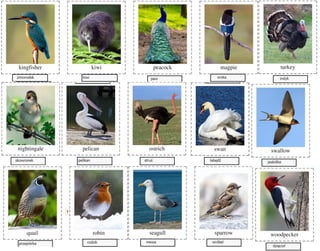 Birds flashcards | PPT