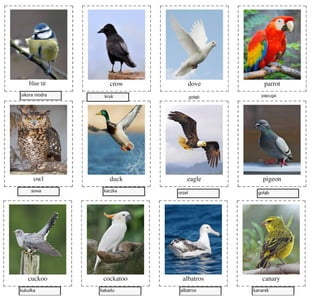 Birds flashcards | PPT