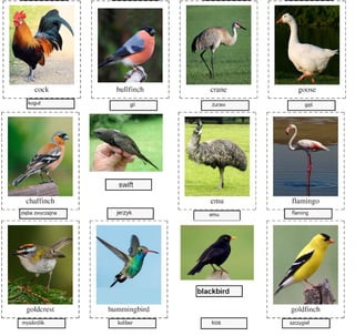 Birds flashcards | PPT