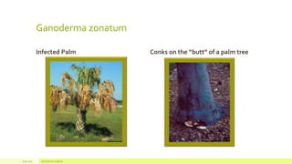 Ganoderma zonatum | PPT