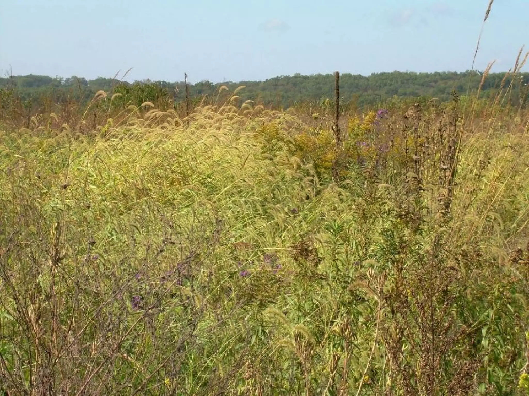 Early Successional Habitat | PPT | Gardening | Home & Garden