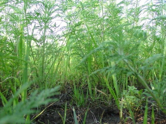Early Successional Habitat | PPT | Gardening | Home & Garden